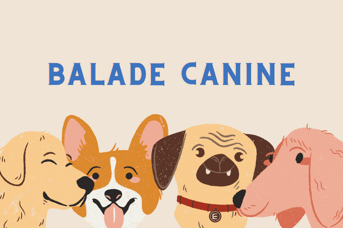 Balade canine